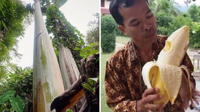 Pohon Pisang Terbesar Ditemukan di Papua