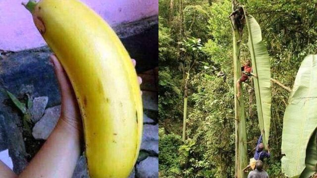 Pohon Pisang Terbesar Ditemukan di Papua