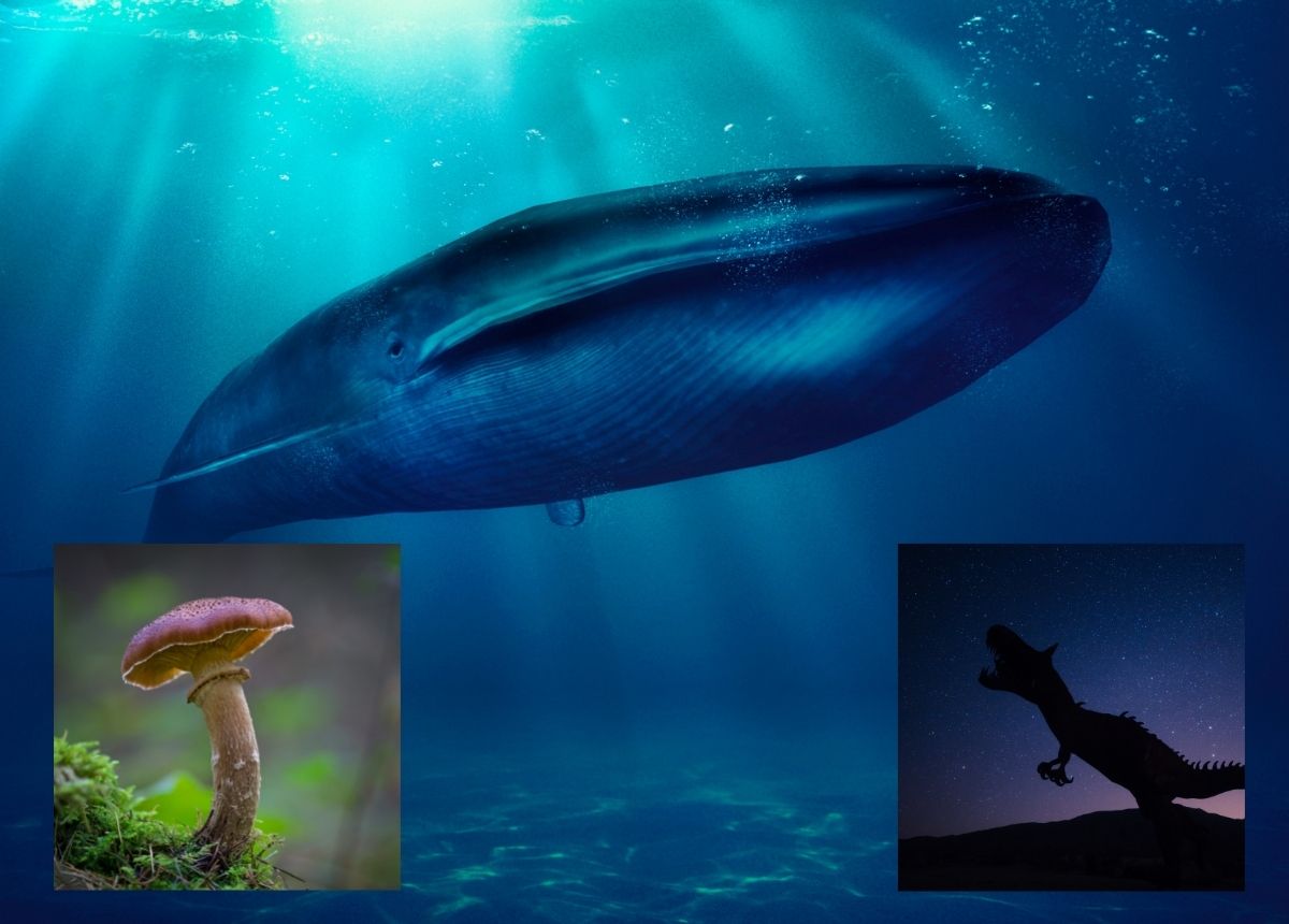 Makhluk Terbesar di Dunia Bukan Paus Biru Atau Dinosaurus, Tapi Jamur Ini