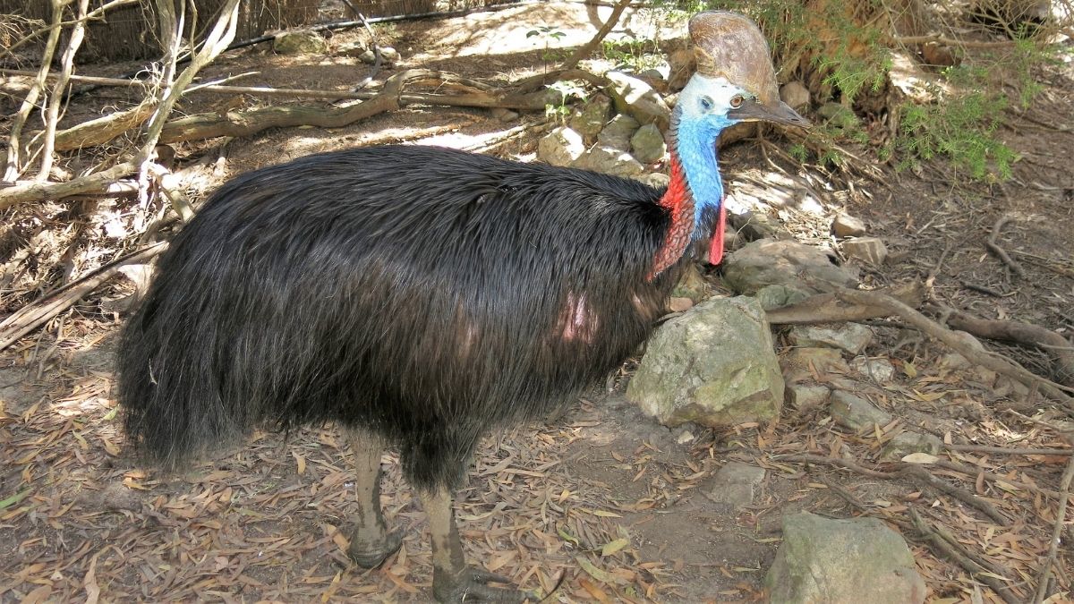 Burung Kasuari Ternyata Paling Berbahaya di Dunia