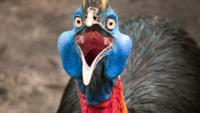 Burung Kasuari Ternyata Paling Berbahaya di Dunia