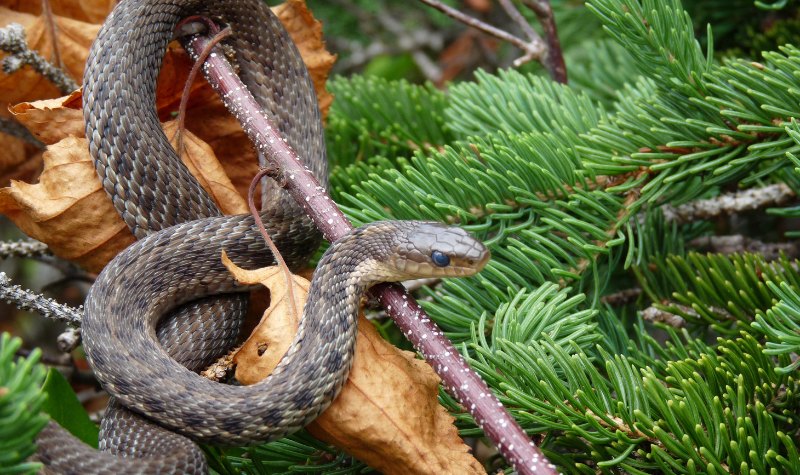 4 Fakta Menarik Tentang Ular