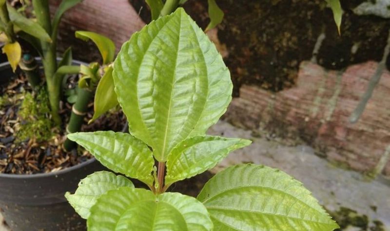 Daun Pohpohan, Lalapan Segar yang Penuh Manfaat bagi Kesehatan