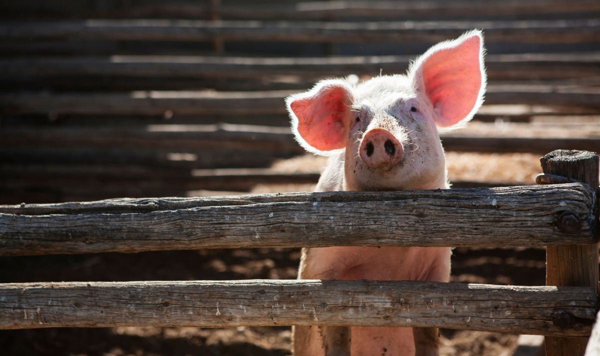 Terobosan Medis: Ginjal Babi Berfungsi dengan Baik di Dalam Tubuh Manusia