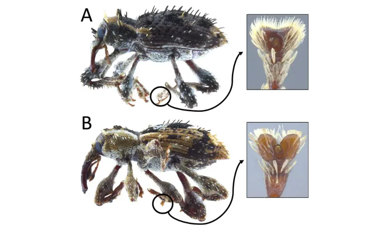 Peneliti Menemukan Spesies Baru Kumbang Weevil Asli di Hutan Subtropis ...