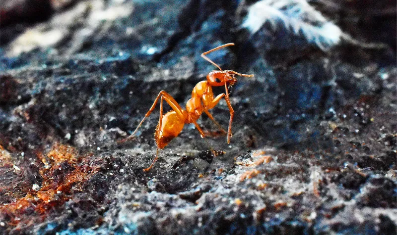 Semut Api Merah Serbu Eropa