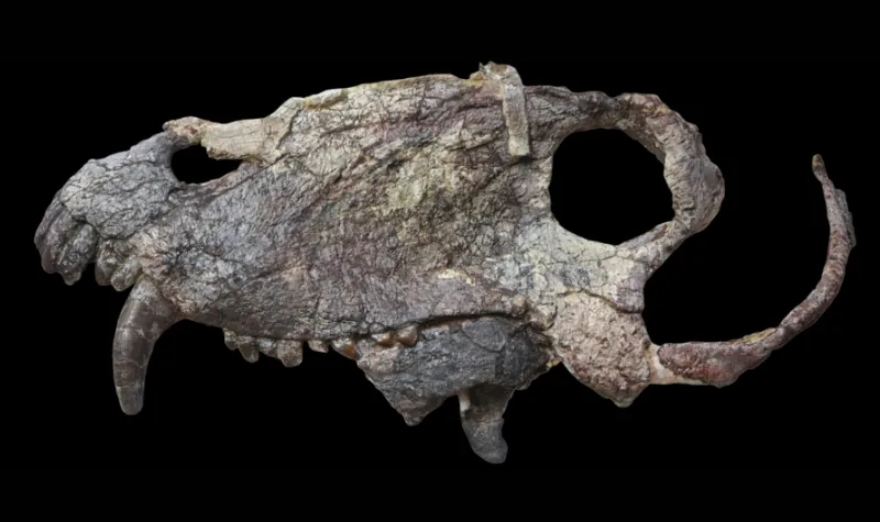 Penemuan Fosil Predator Raksasa Sebelum Era Dinosaurus di Brasil Penemuan Fosil Predator Raksasa Sebelum Era Dinosaurus di Brasil