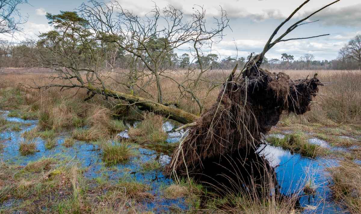 Kondisi Geologi Indragiri Hilir: Anugerah Kawasan Gambut dan Pesisir